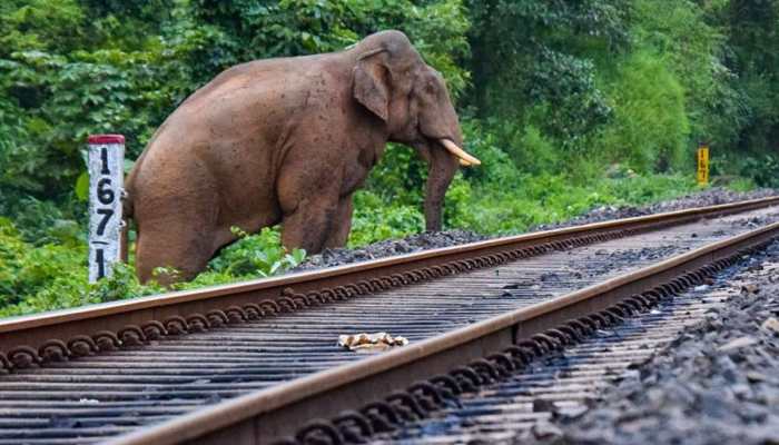 Assam train accident today: 8 elephants killed after collision with ...