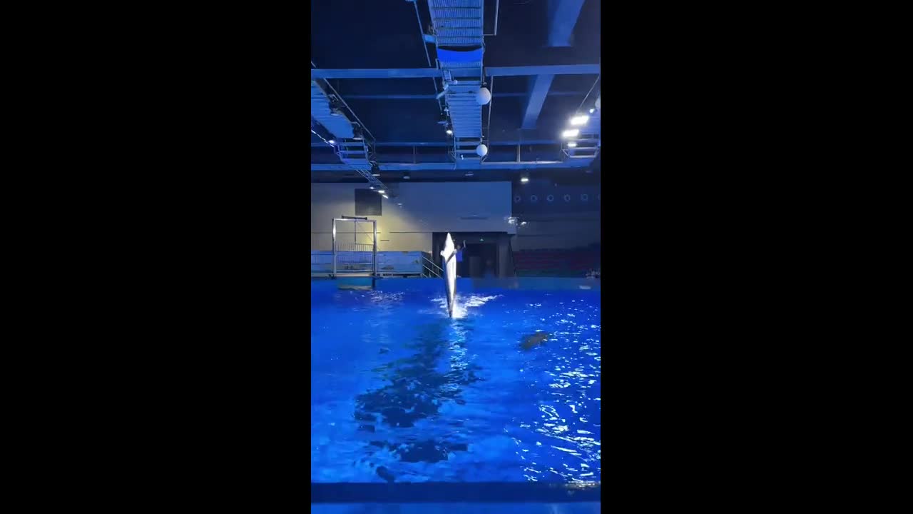 Dolphin appears to walk upright on water in Fujian, China