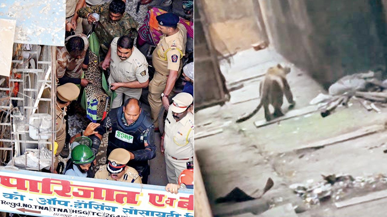 Bhayandar wakes to terror as leopard jumps balconies, injures residents