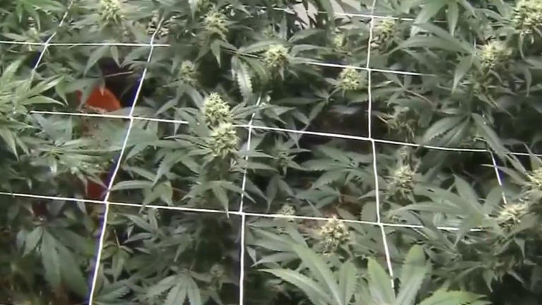 Maine cannabis store owners relieved after executive order reclassifies ...