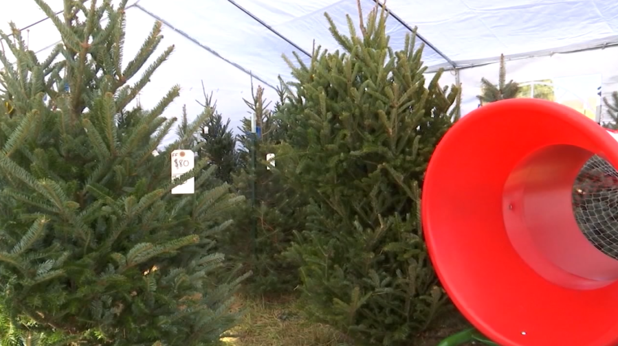 Interview: Could climate change soon impact Christmas trees?