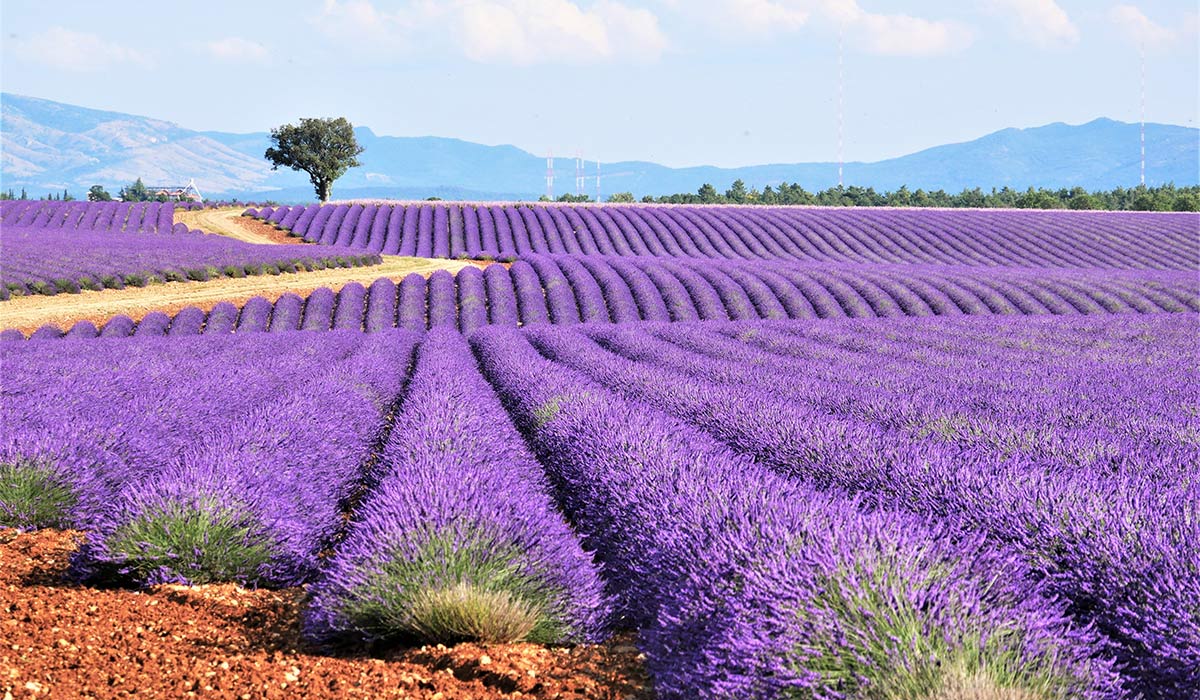 Take a bite out of Provence and experience the magic of chef Alain ...