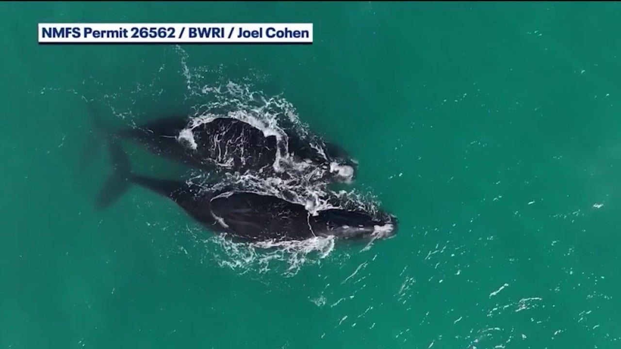 Whales near extinction spotted along the Space Coast: 'A marvel'