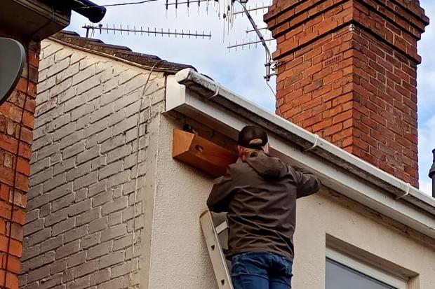 Nine new swift boxes installed for endangered summer visitor