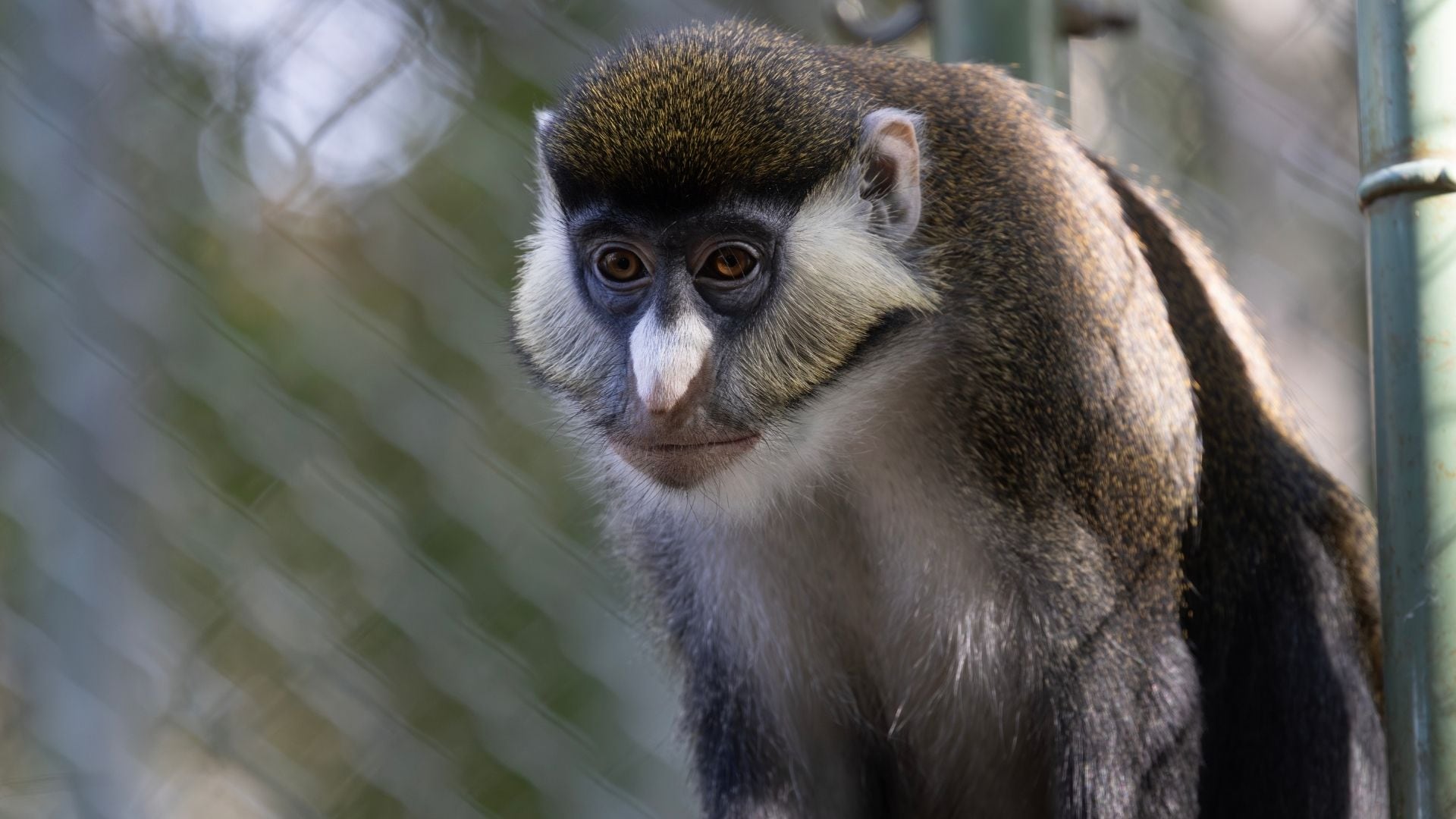 Meet the new faces of Zoo Atlanta