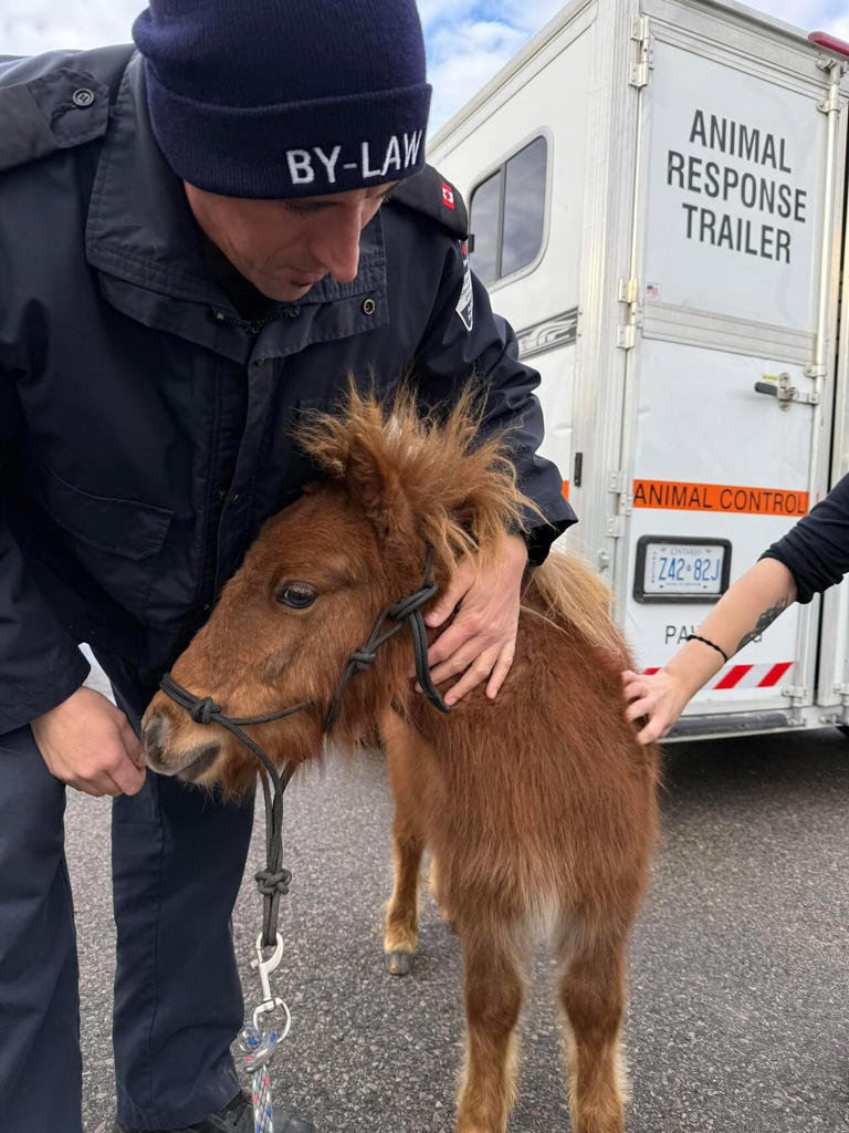 Runaway pony’s brief escape in Chatham-Kent, Ont., ends in adoption