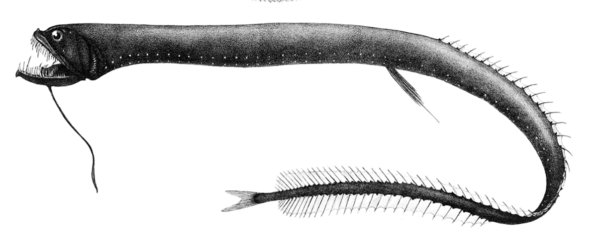 20 scariest deep-sea creatures scientists have actually found