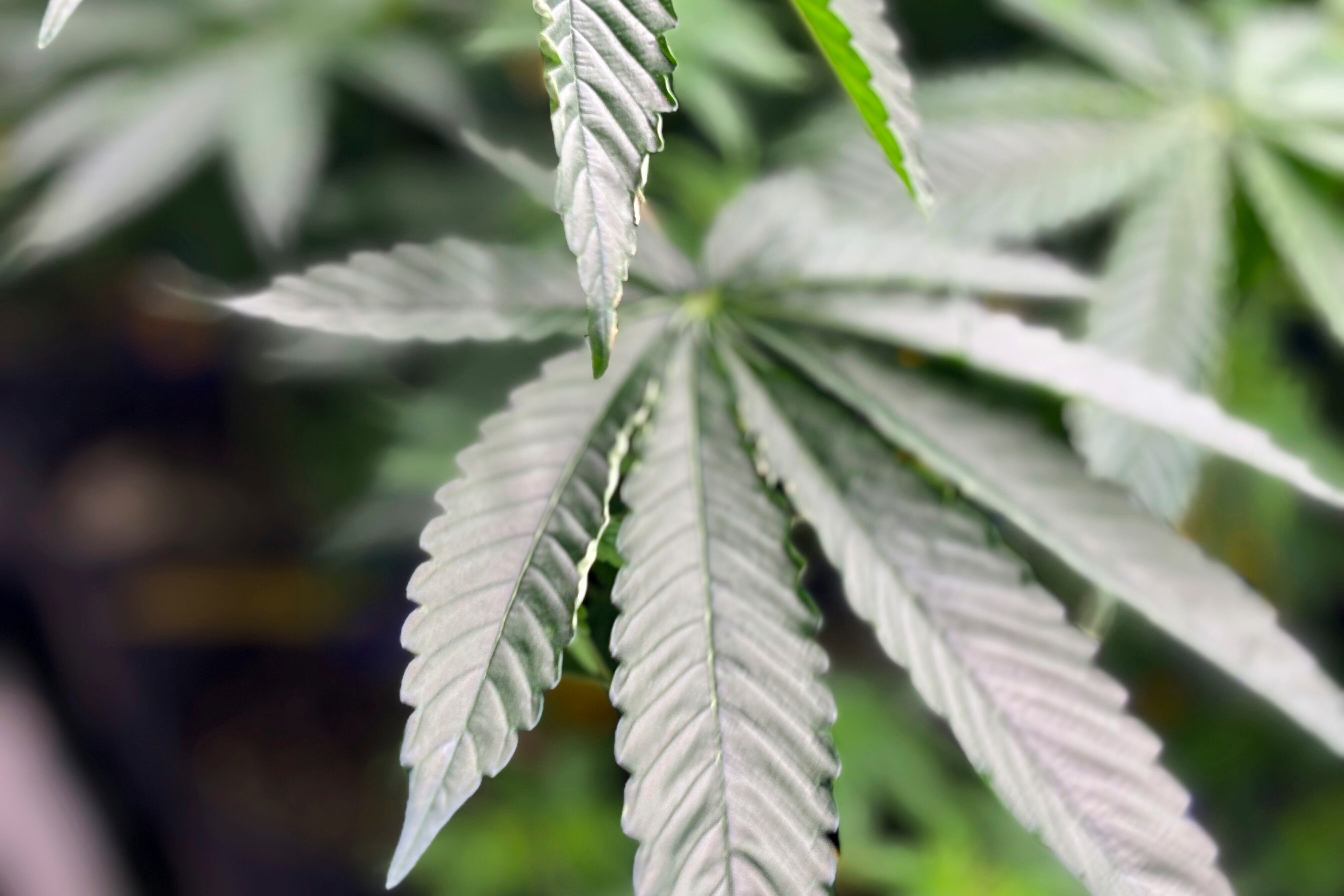 Georgia Hemp Company reacts to president’s executive order to ...