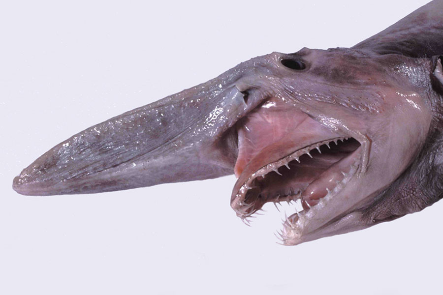 20 scariest deep-sea creatures scientists have actually found
