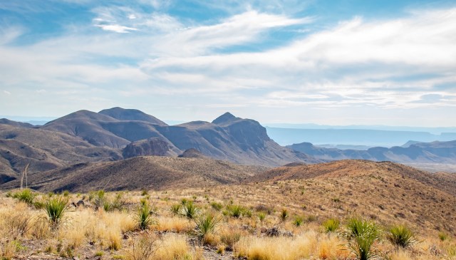Researchers thrilled as trail cameras capture images of iconic ...