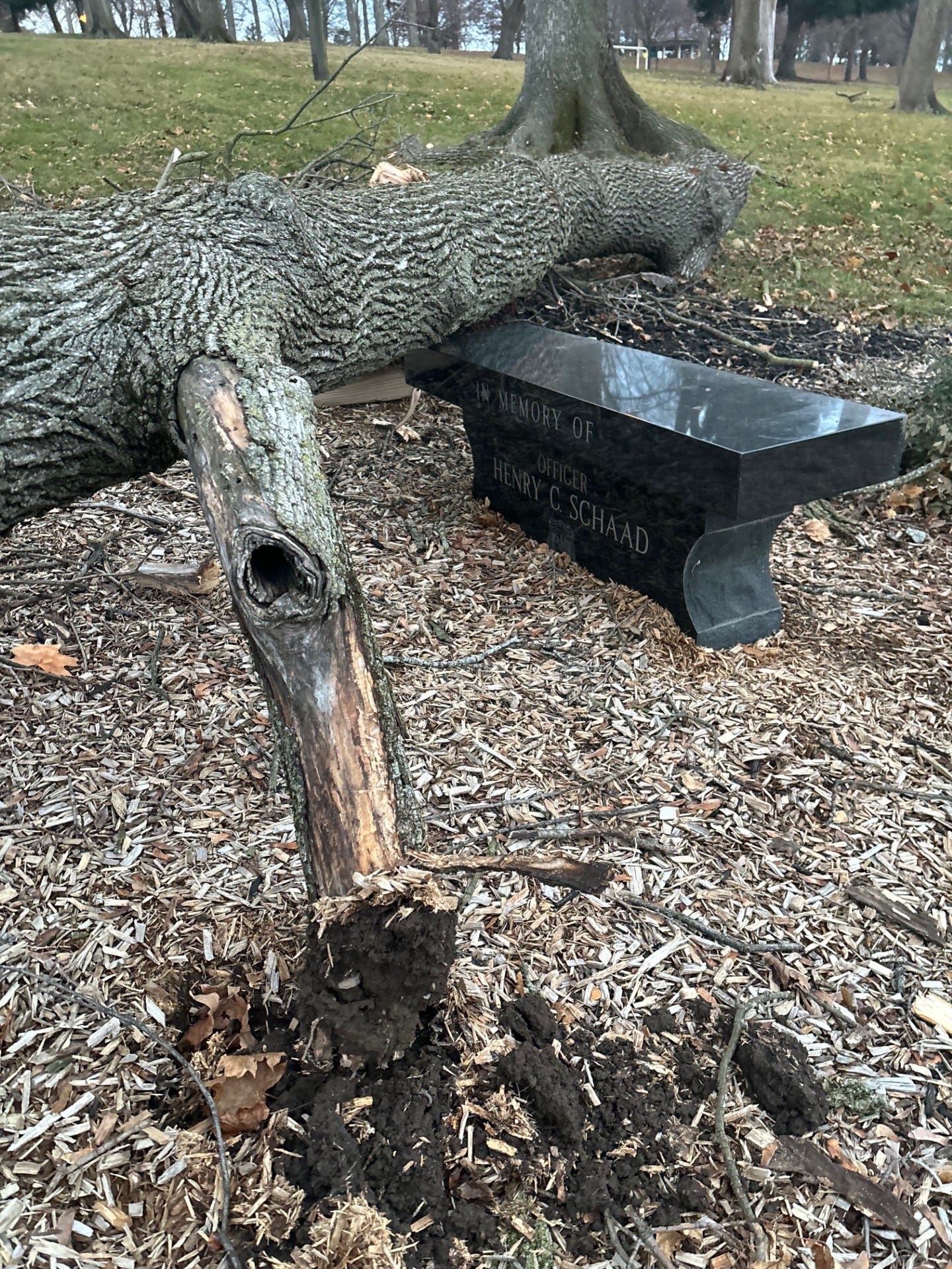 Close call for York's race riot memorial benches as tree falls at site