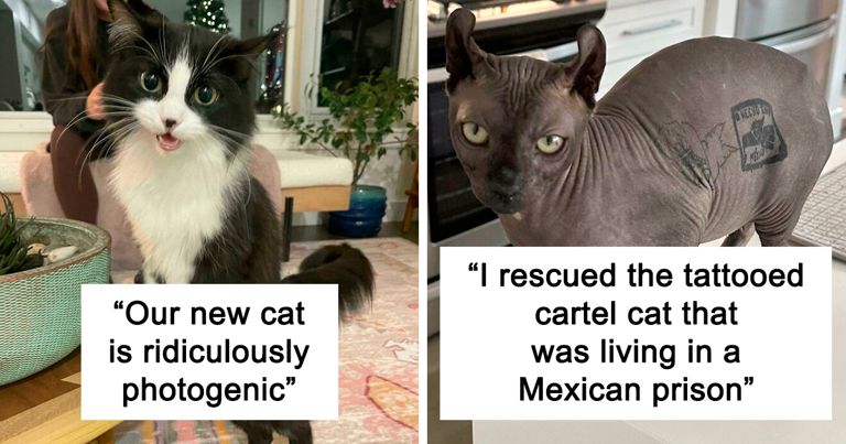 49 wholesome pics of pets who will not have to be alone ever again