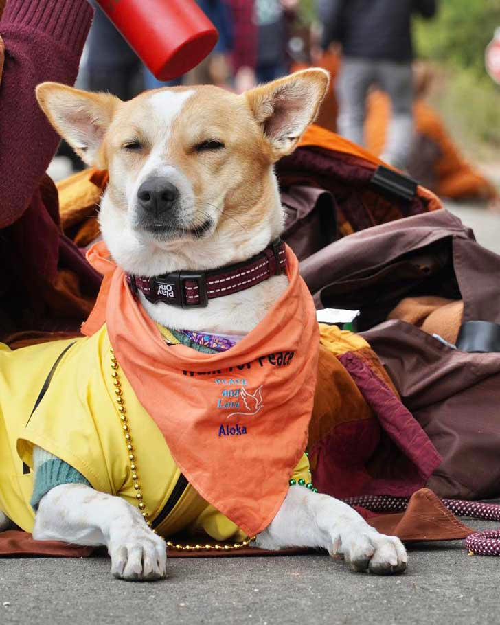 19 Buddhist monks (and a rescue dog) are walking 2,300 miles across the ...