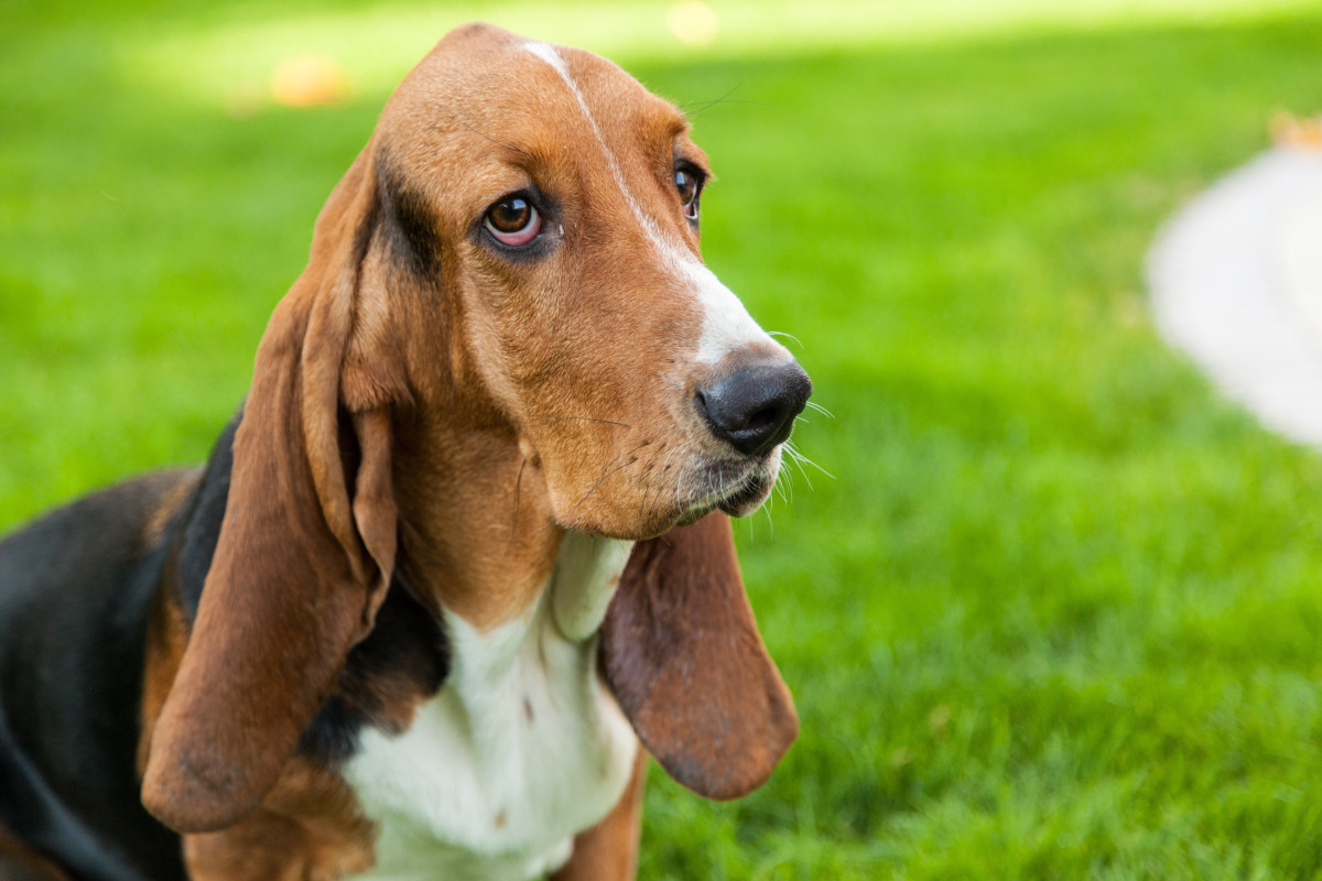 Basset hound finds his howl for very first time and his proud face says ...