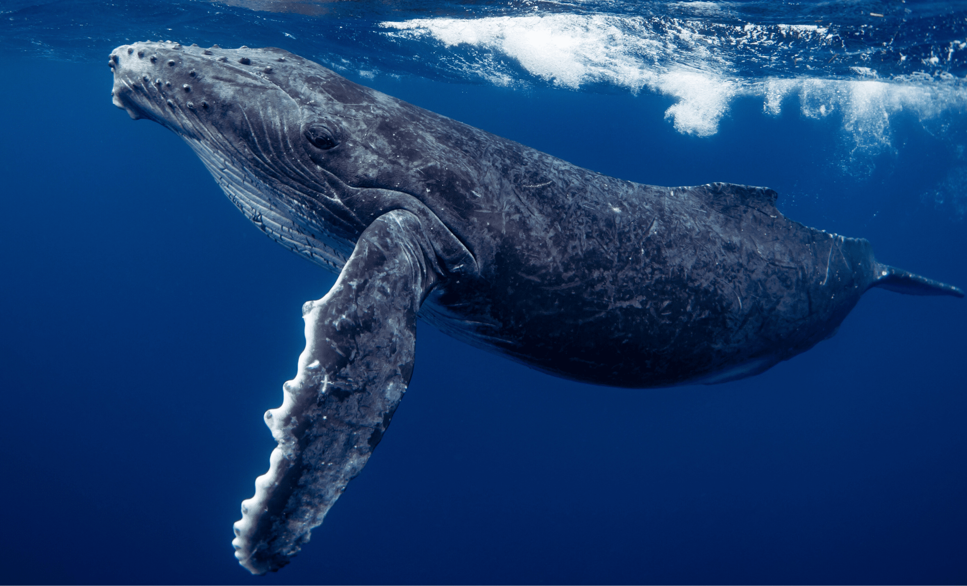 First-ever evidence of deadly virus in Arctic whales found by drones