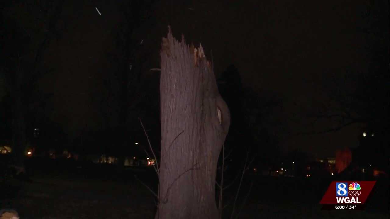 Heavy winds snap tree in half at York City park | Residents left shocked