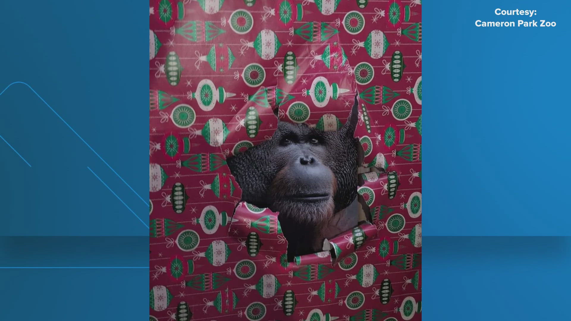 Cameron Park Zoo animals get into the holiday spirit