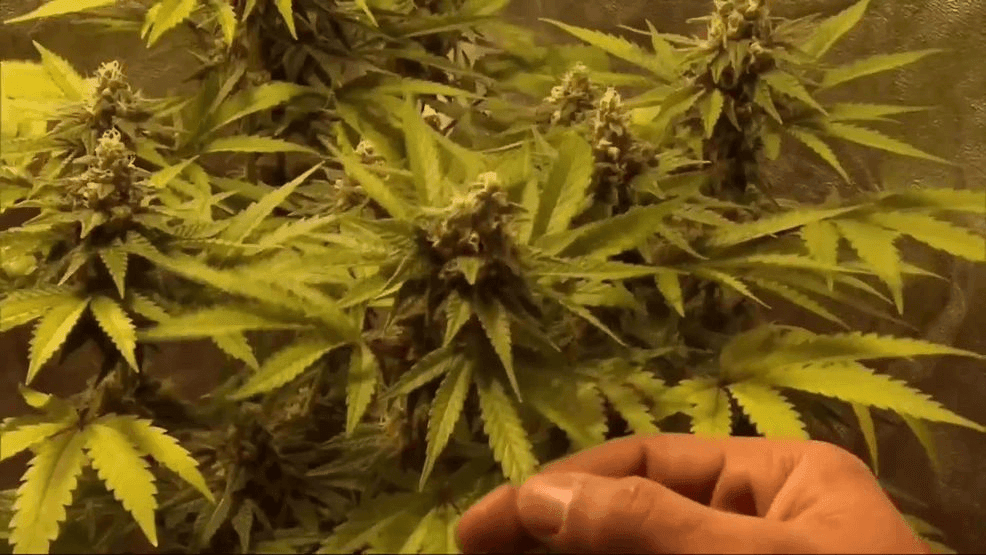 Business owners applaud Trump executive order on THC