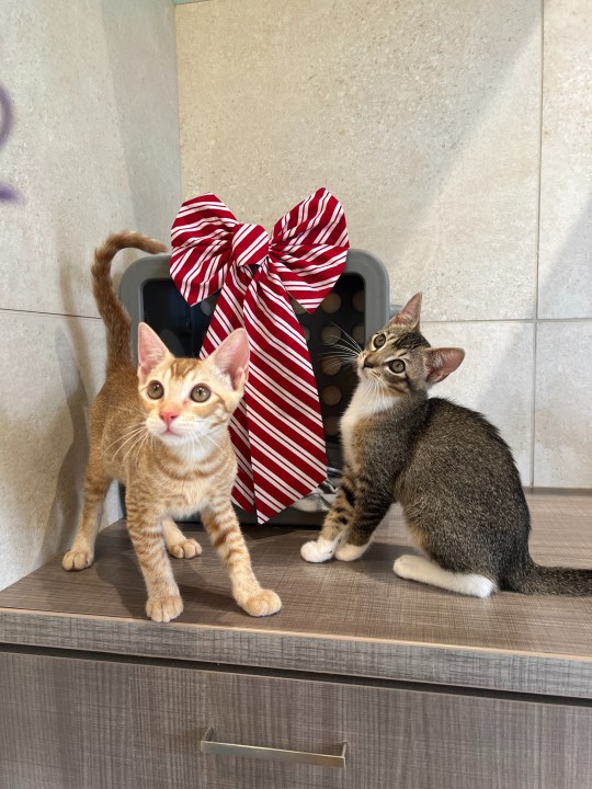 Hundreds of animals found forever homes over the holidays