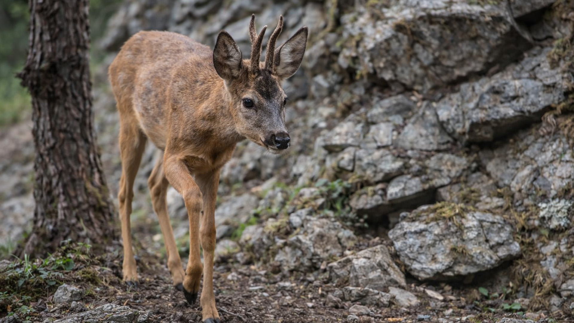 Forest camera quietly captures rare wildlife moment