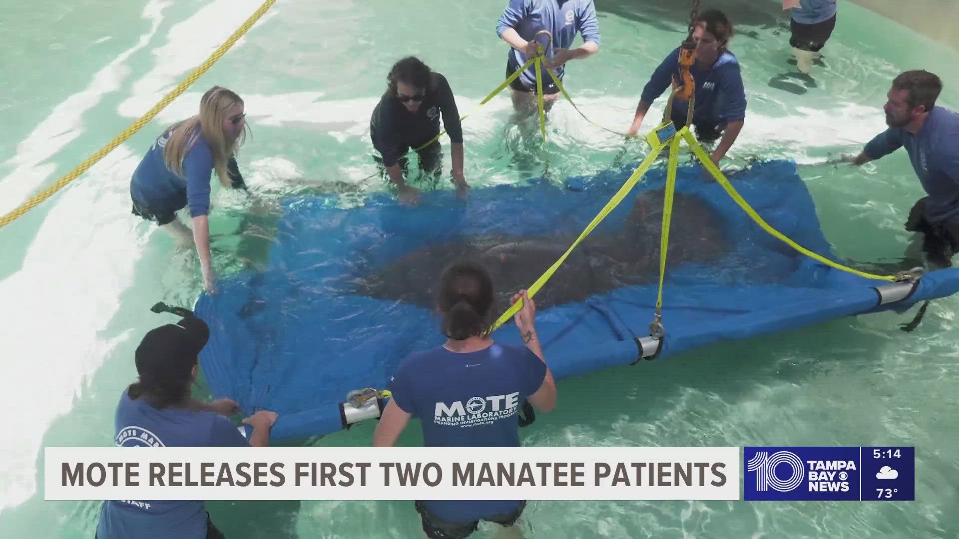 Mote releases two manatees after rehabilitation efforts in Sarasota