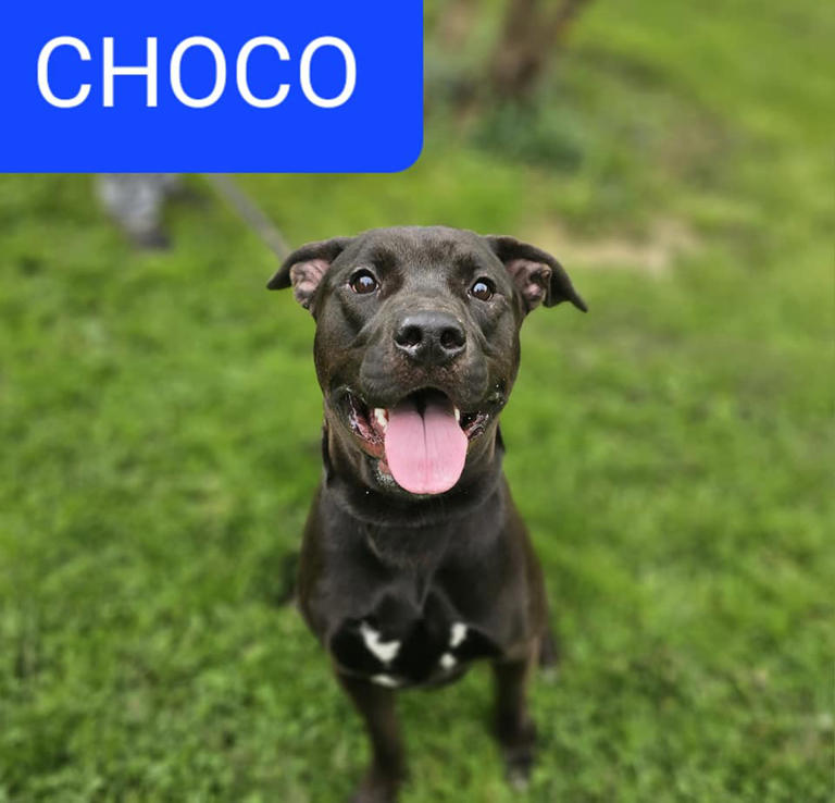 Home for the howl-idays: Adopt these Northeast Ohio dogs who spent ...