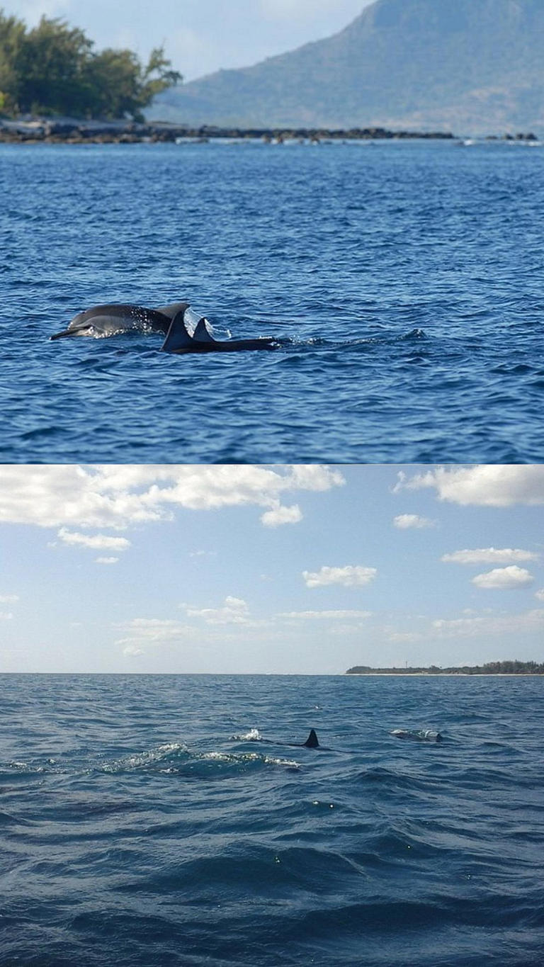 In pics: Dolphins spotted in Mumbai's Worli Sea Face; here's top sites ...