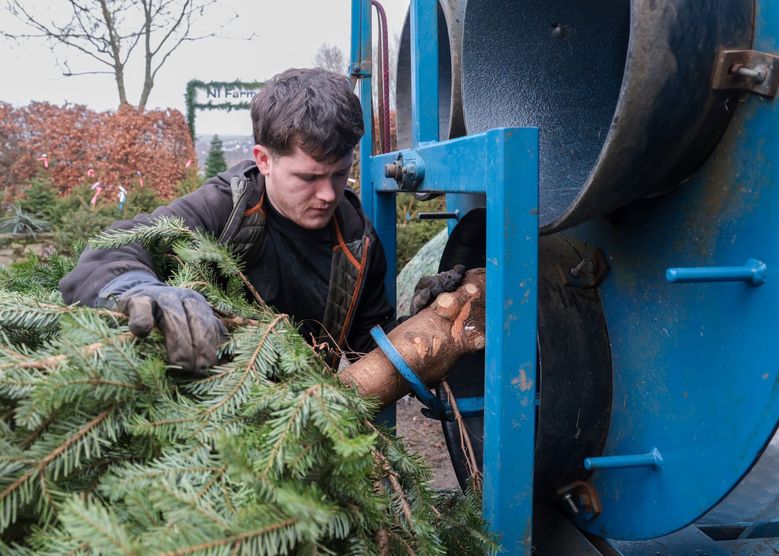 The Co Down Christmas tree farm putting nature back at the heart of ...