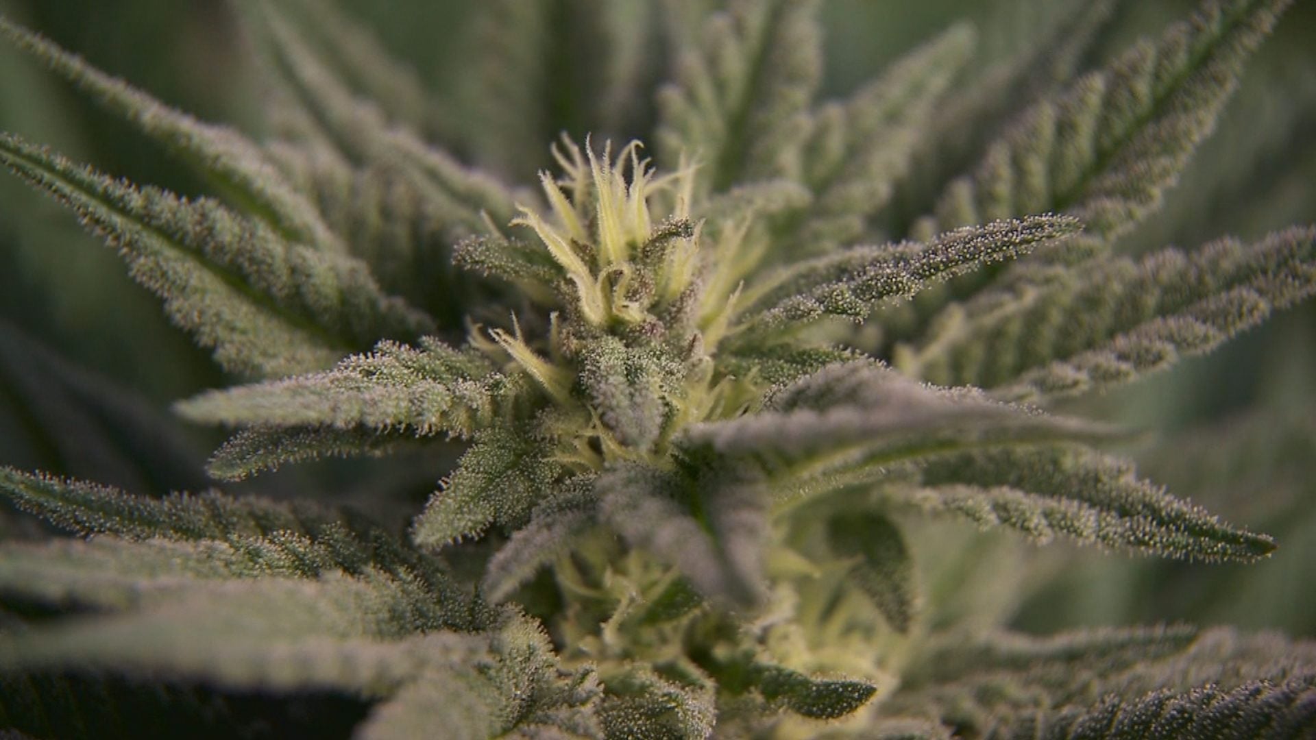 What marijuana rescheduling means for Indiana