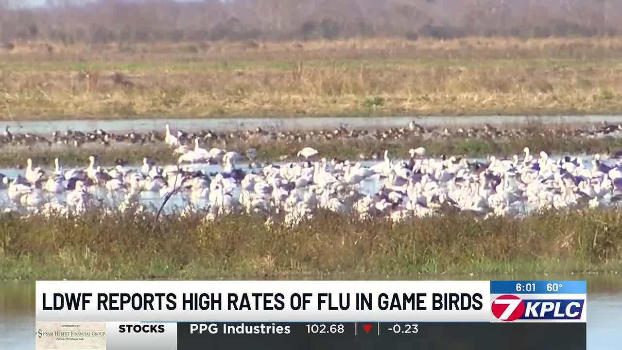 Avian flu detected in migratory birds in SWLA