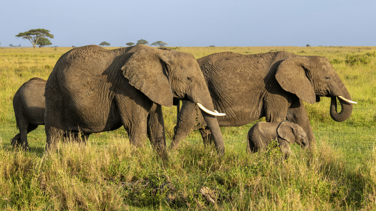Assam: Several elephants killed after Rajdhani Express hits them; train ...