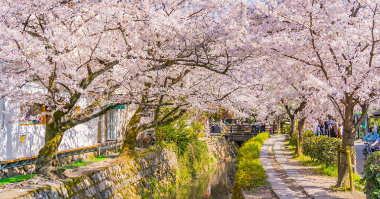 Visiting Japan in 2026? Here are the best dates to see cherry blossoms ...