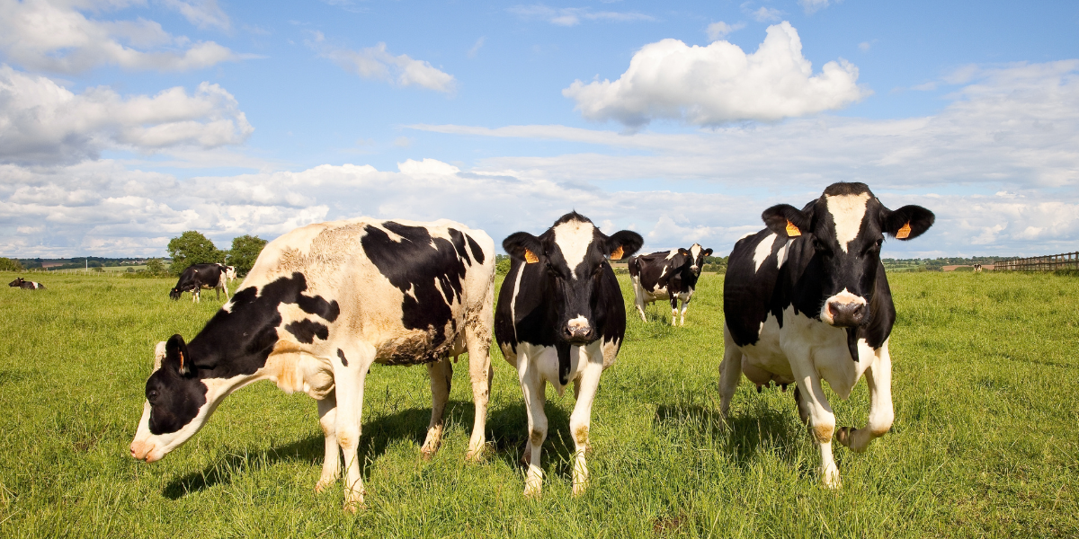 Researchers investigate how Bovaer impacts cow health and milk production