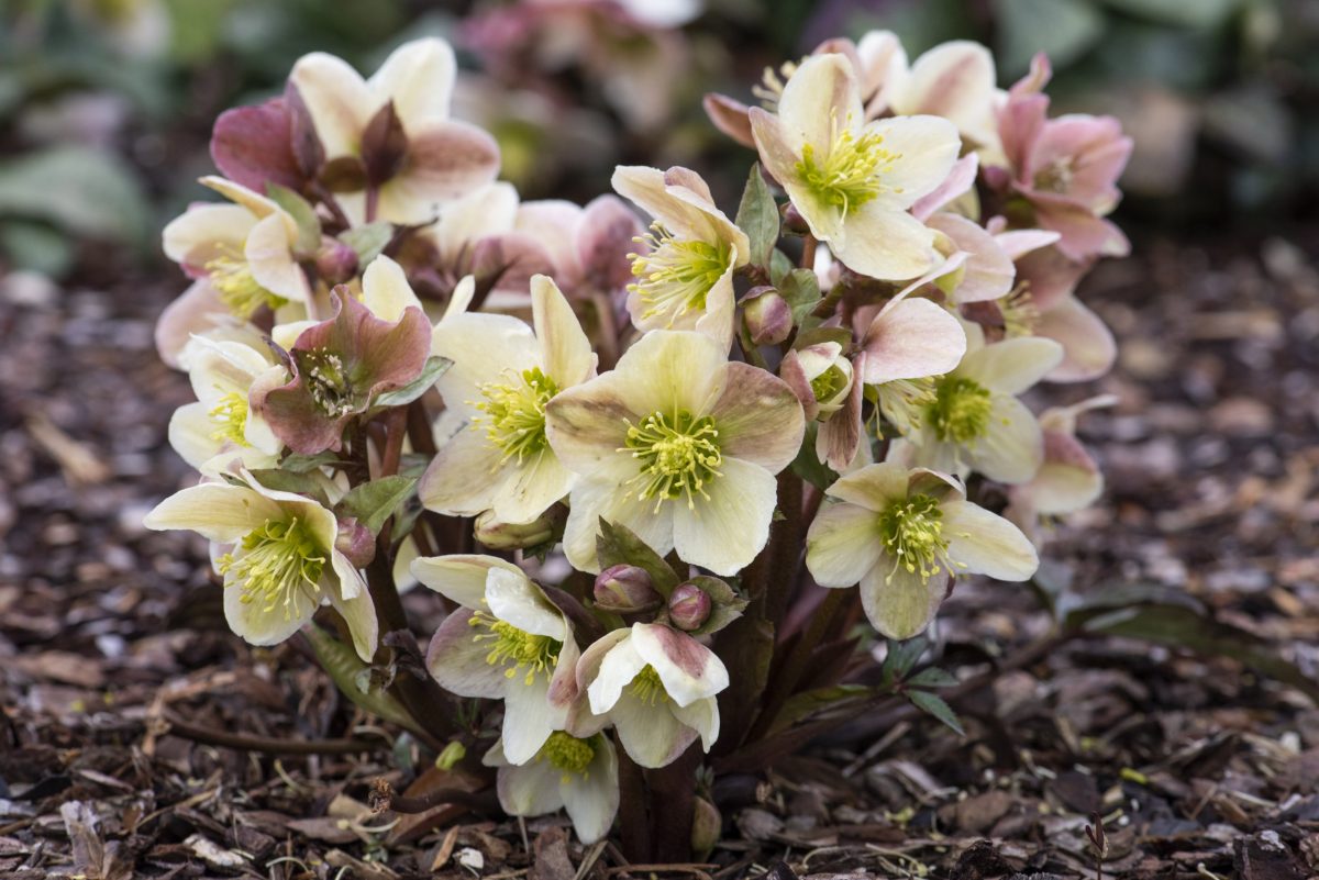 An expert’s guide to growing Christmas roses for winter-long colour
