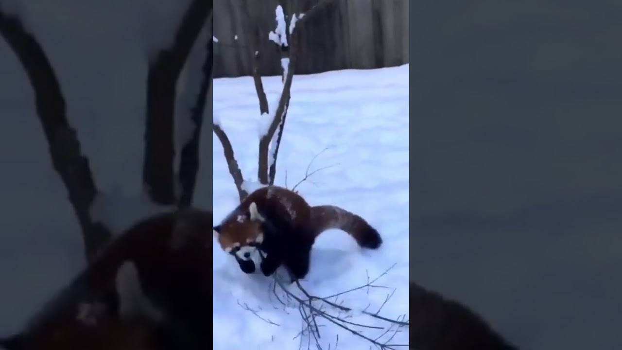 Red panda cubs tumble and play in fresh snow