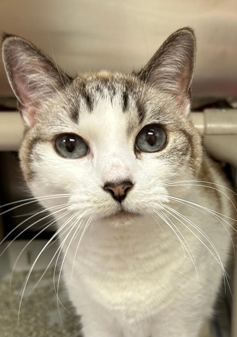 Take your pick from these dogs and cats yearning for a home