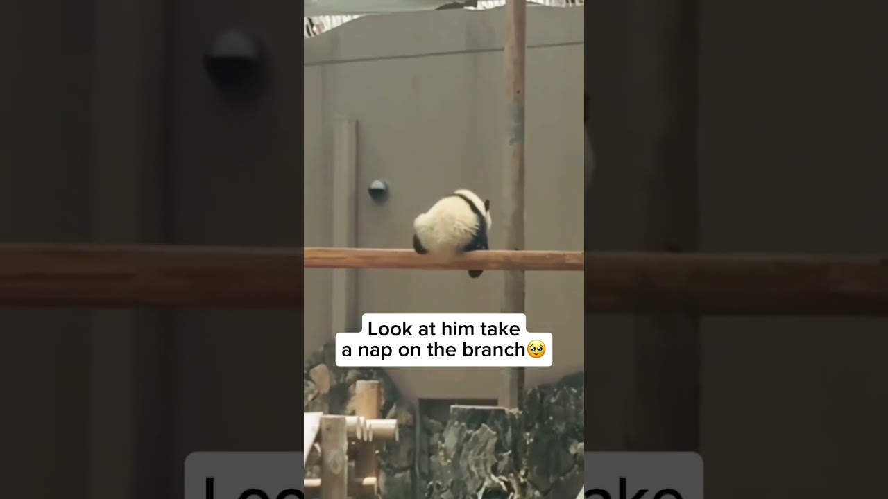 Catch a baby panda napping in the cutest way possible