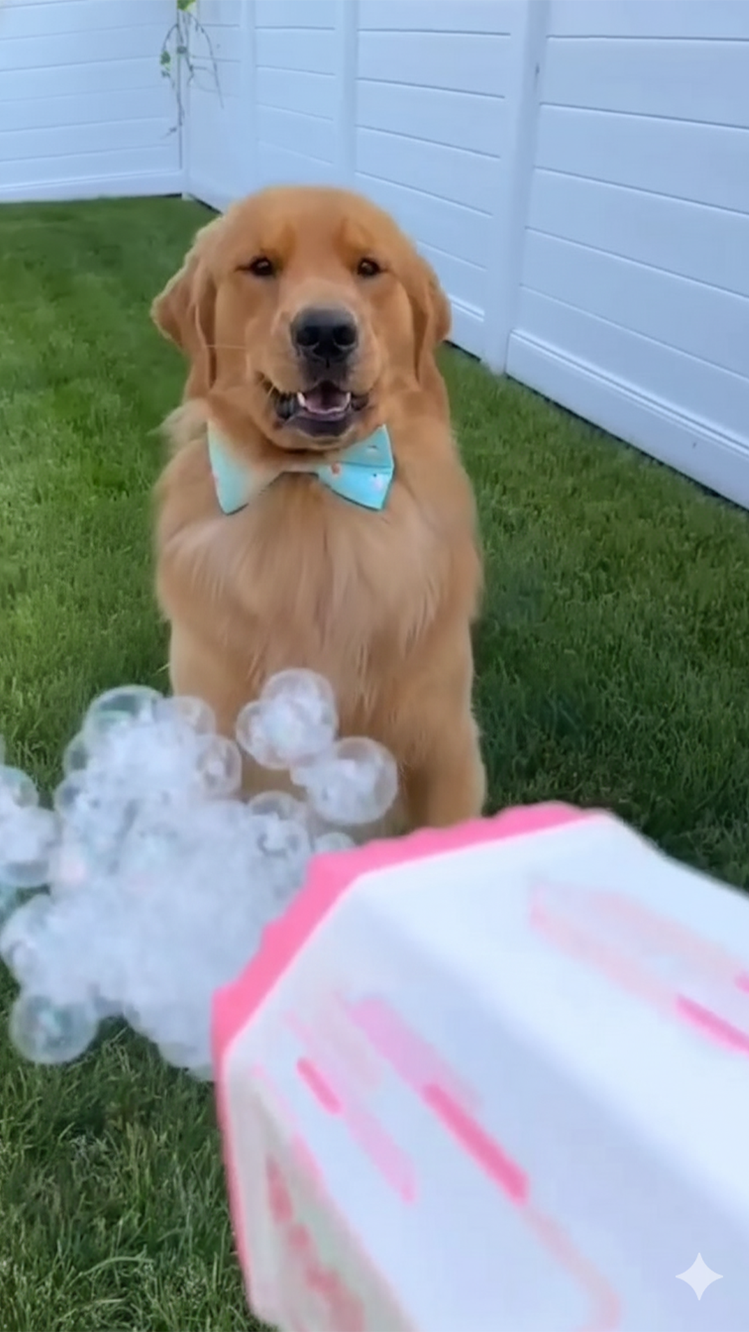 Bubble machine versus dog