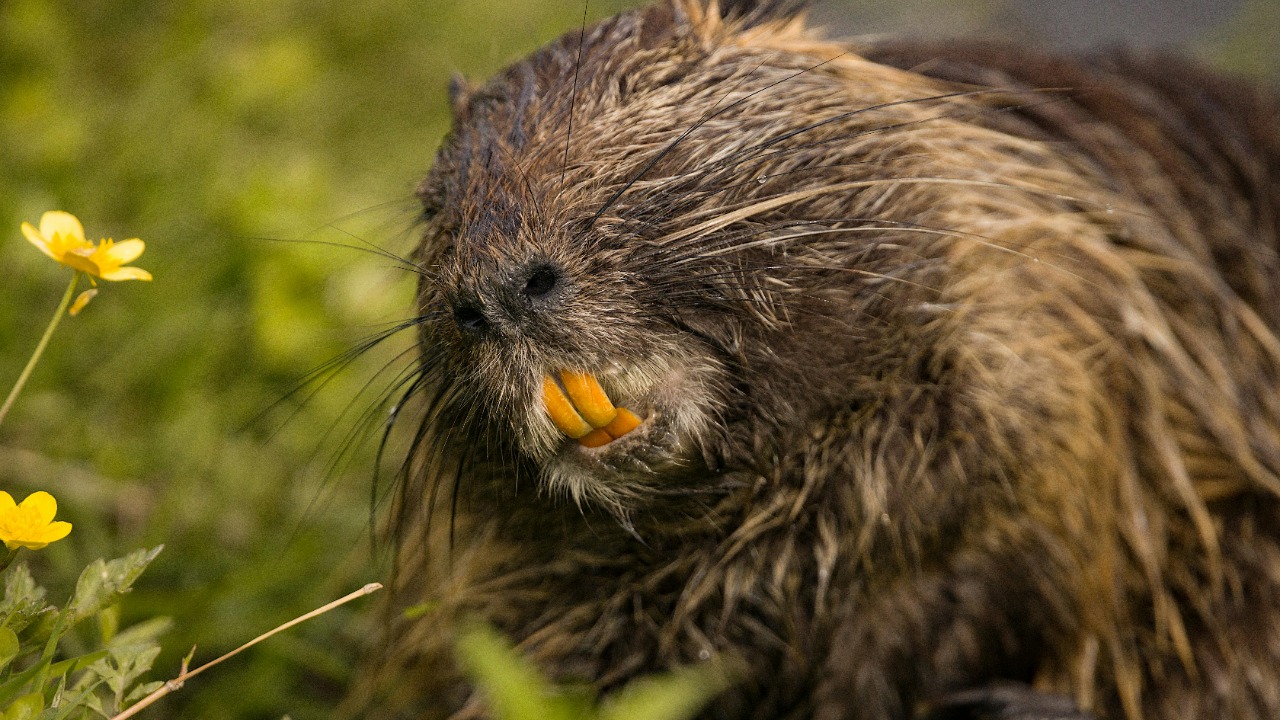 States battle a 20-lb invasive rodent with orange teeth as crisis grows