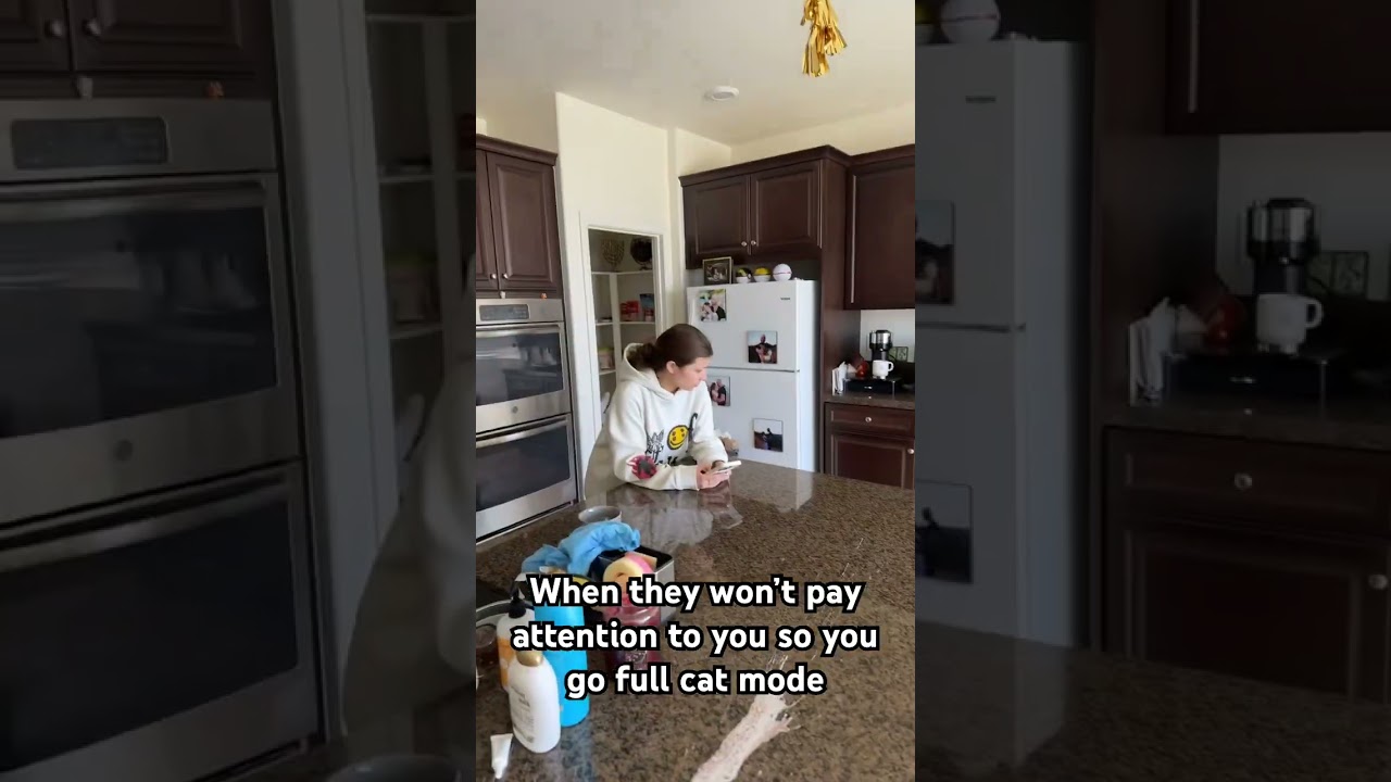 Witness the unexpected cat mode return with loud meowing