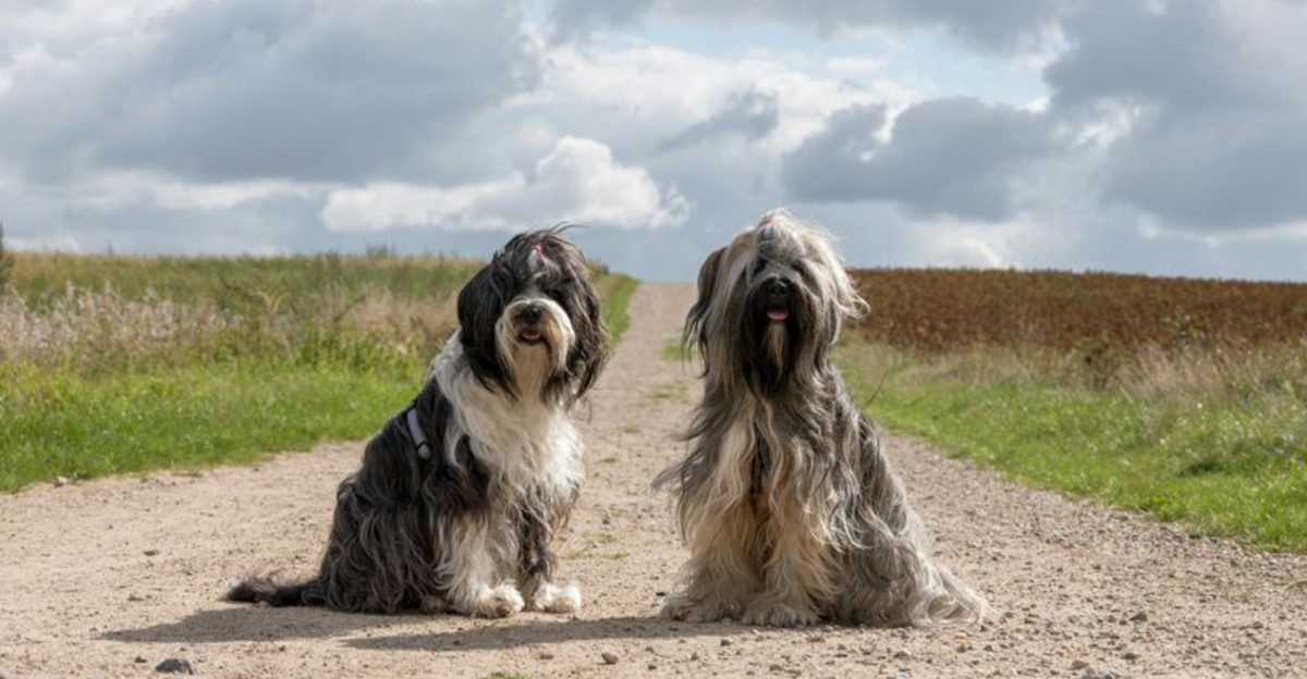 13 dog breeds that act like they're part cat (and the habits that prove it)