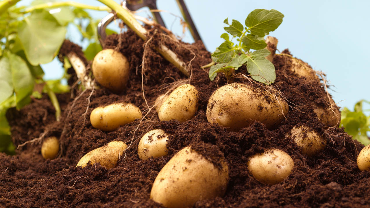 10 successful gardening tips for a big potato garden