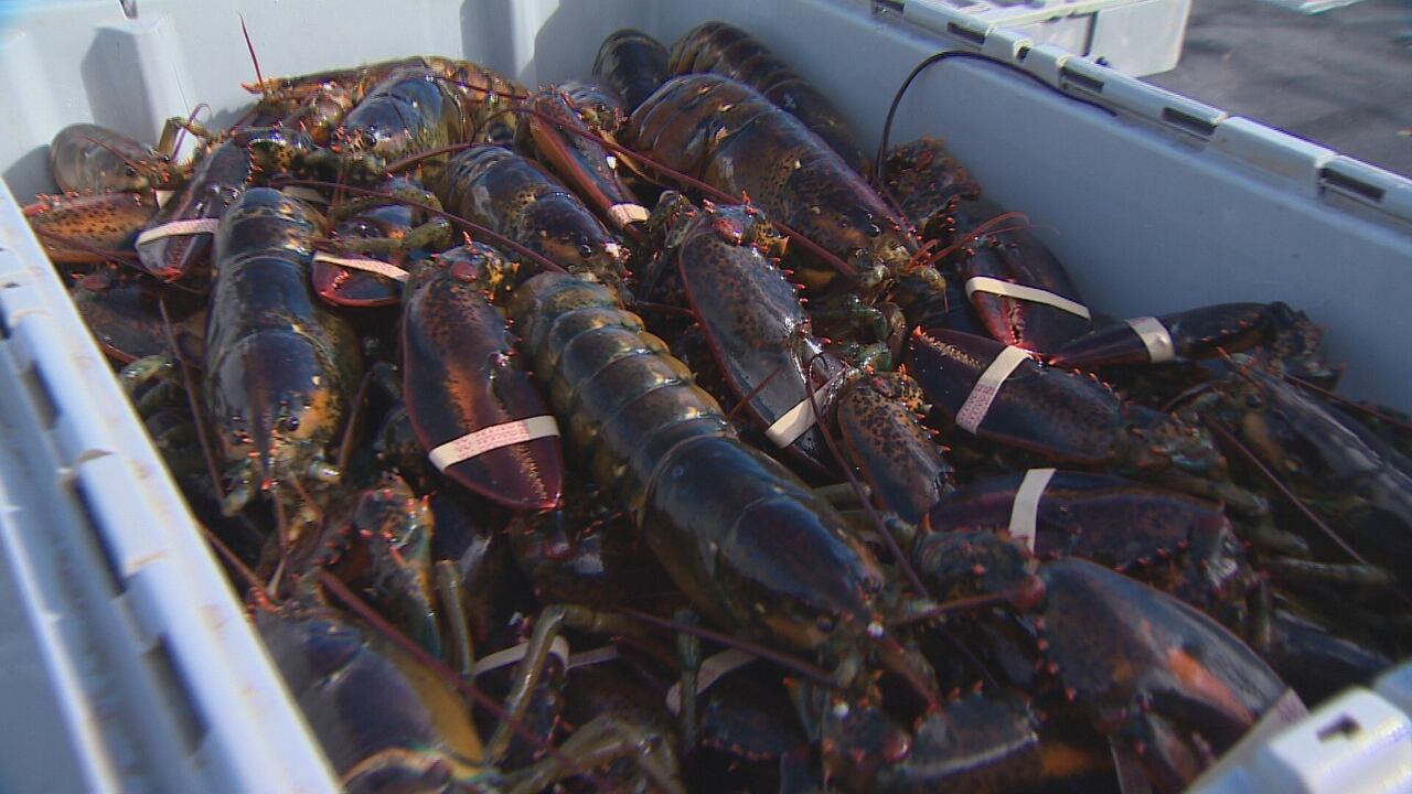 Nova Scotia seafood industry welcomes suspension of Chinese lobster tariffs