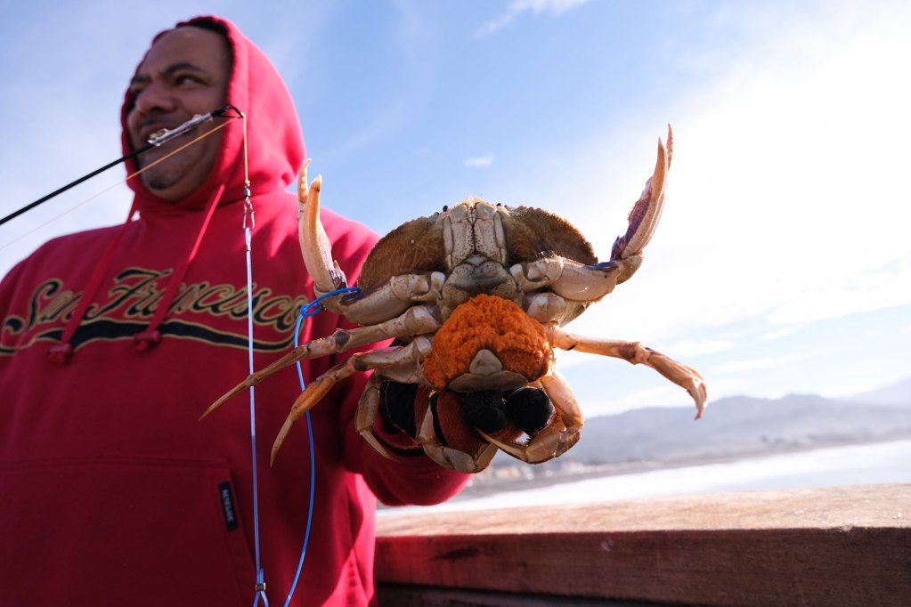 A whale of a gift for crab lovers: Humpbacks move on, Dungeness season ...