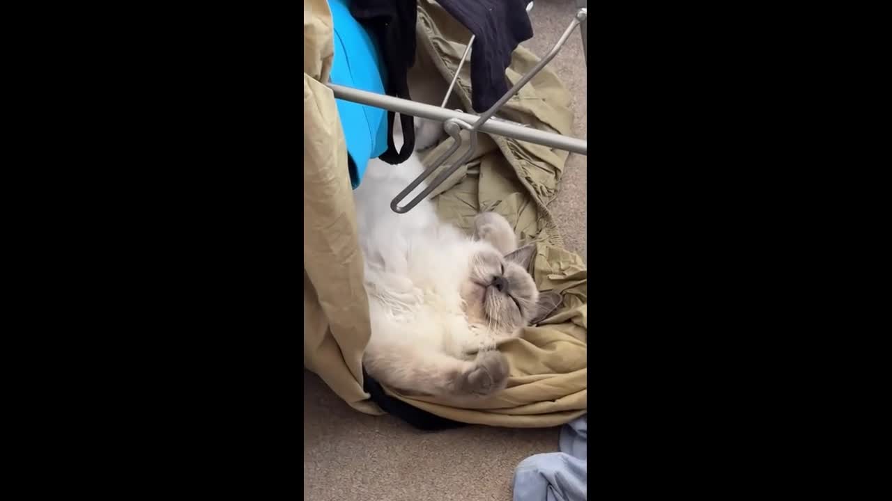 Cat naps in knocked-over clothes airer in London, England, UK
