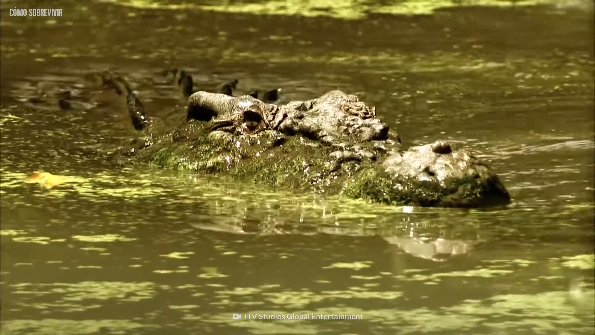 Cómo estos reptiles arrastran a sus víctimas al fondo