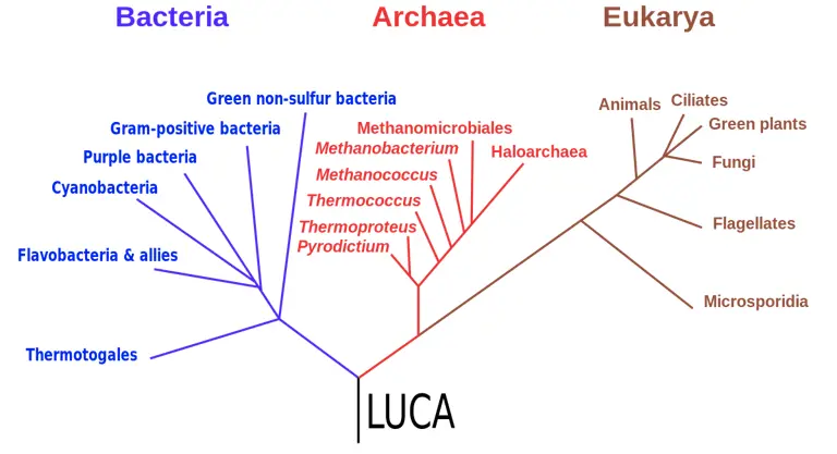 Scientists found the last universal common ancestor for all life on Earth