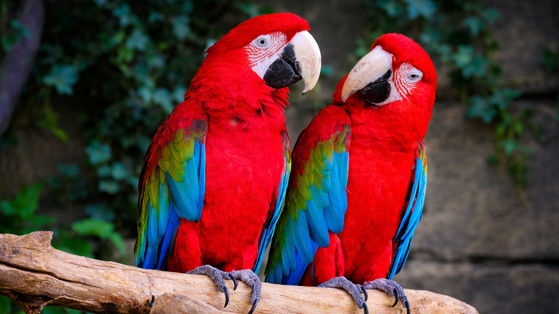 Parrots with the brightest feathers