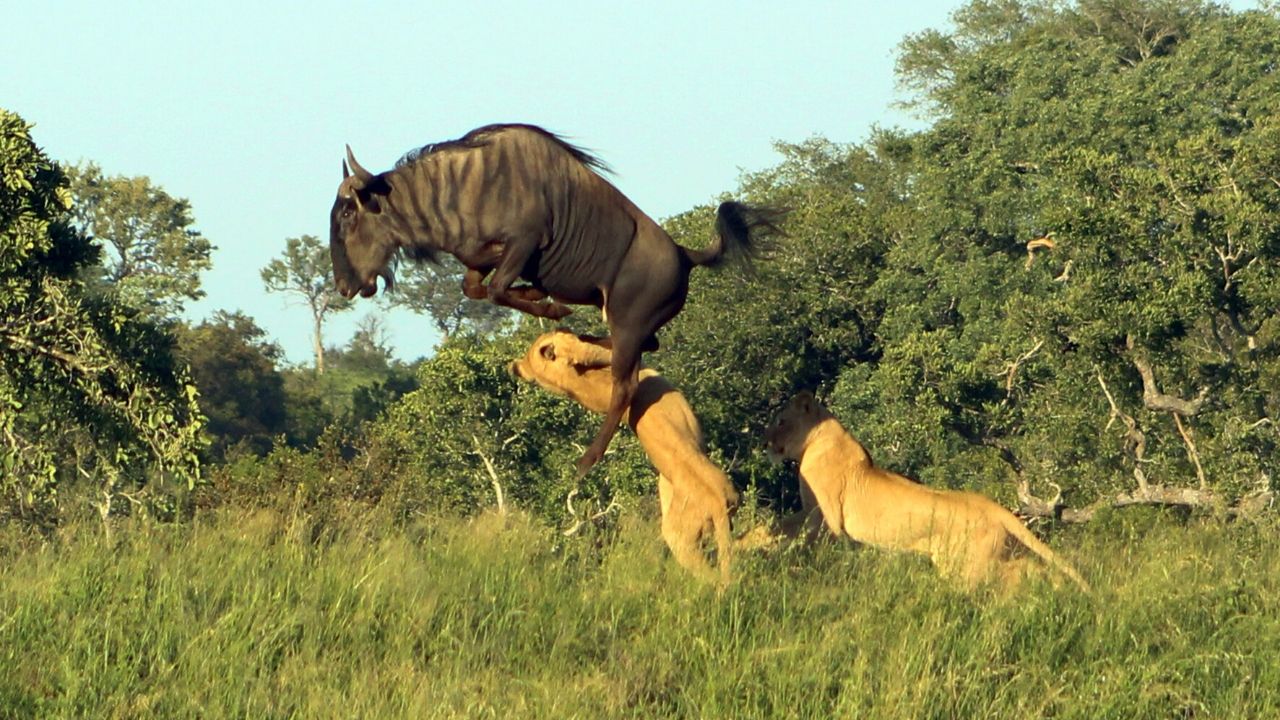 Leaping wildebeest kicks lioness in dramatic escape | Happily best of