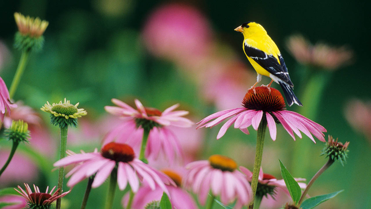 8 reasons why you should be growing coneflowers by your front door